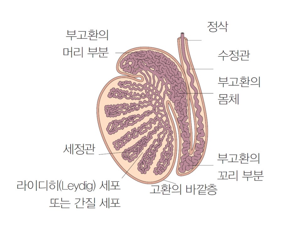 남성생식기의 내부 구조 네이버 블로그
