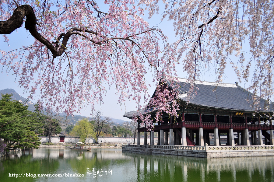 경복궁경복궁의봄서울 봄나들이추천 봄꽃 흐드러진 경복궁의 봄풍경 네이버 블로그