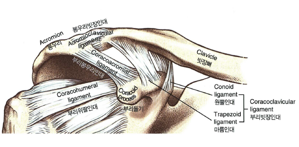 복장빗장관절 봉우리 빗장관절 어깨가슴관절 네이버 블로그