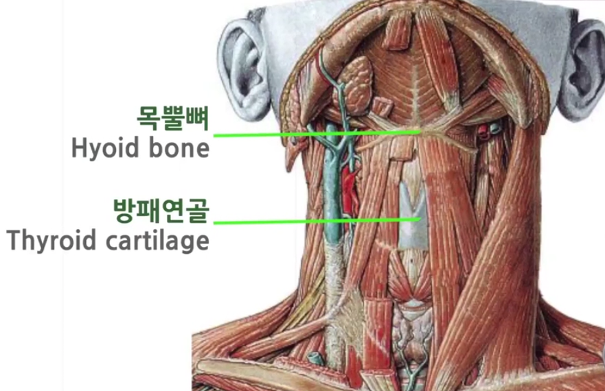 인체해부학 얼굴근육 표정근육저작근육 쉽게 파헤치기 네이버 블로그
