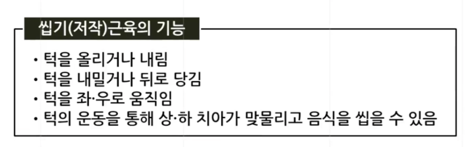 인체해부학 얼굴근육 표정근육저작근육 쉽게 파헤치기 네이버 블로그