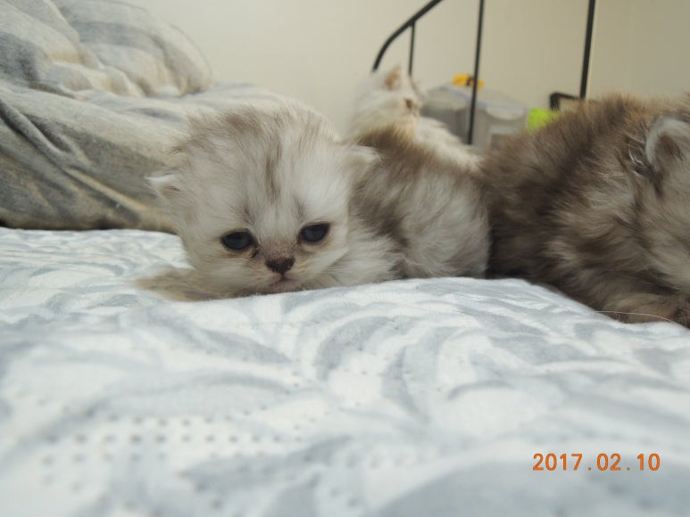 페르시안친칠라 새끼고양이 가정분양 네이버 블로그