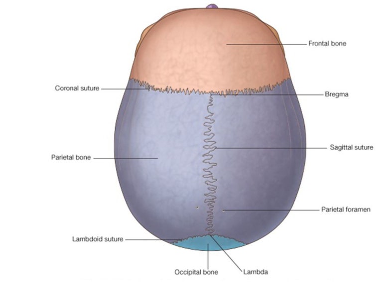 [해부학] 뼈대계통(skeletal system) - 몸통뼈대(axial skeleton) > 머리뼈(두개골, skull, cranium) : 네이버 블로그