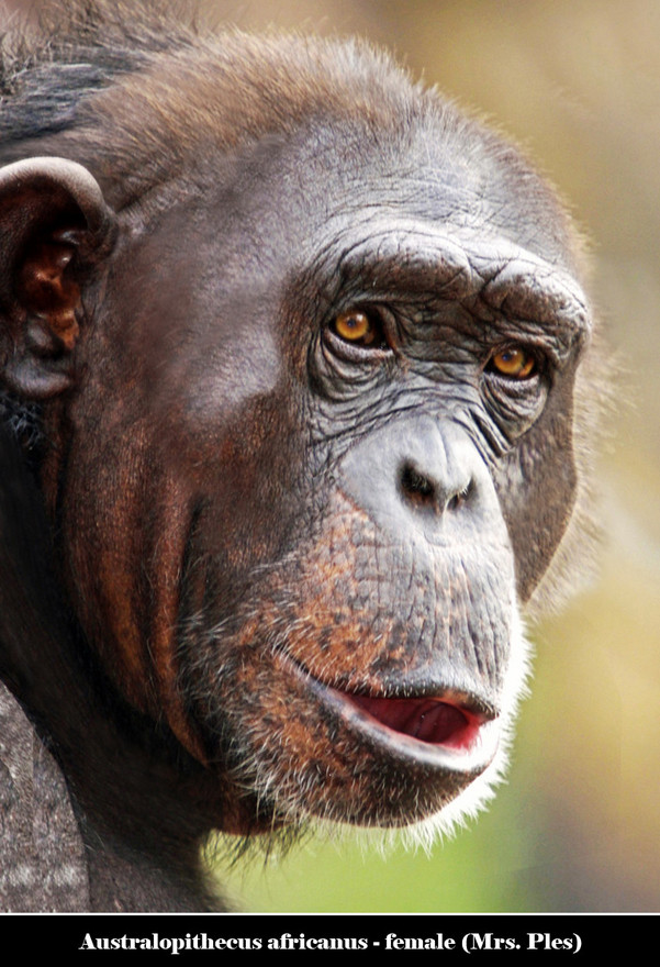 Australopithecus africanus(오스트랄로피테쿠스 아프리카누스) : 네이버 블로그