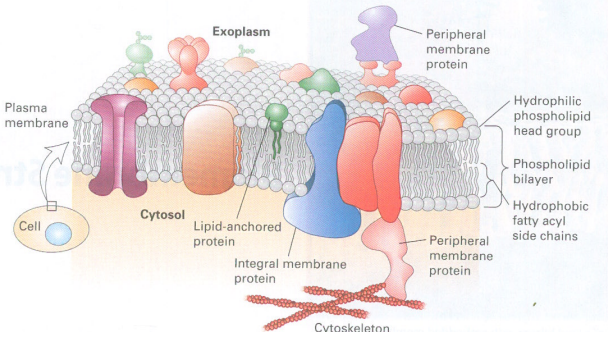 1-(2) 세포막의 구성성분 : 네이버 블로그
