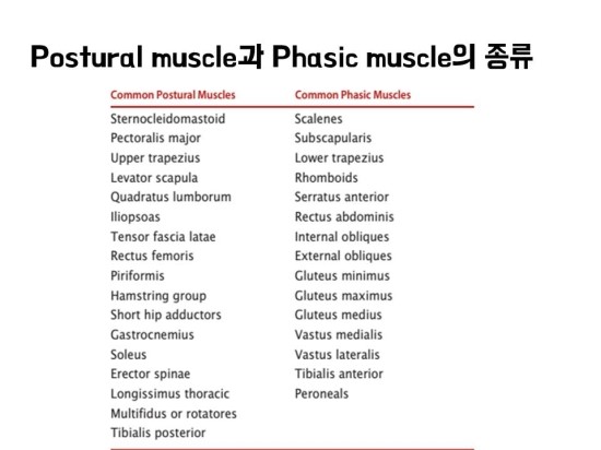 Postural versus Phasic Muscles : 네이버 블로그