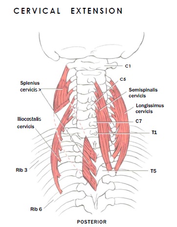 Manual Muscle Testing of the Neck 5/ : 네이버 블로그