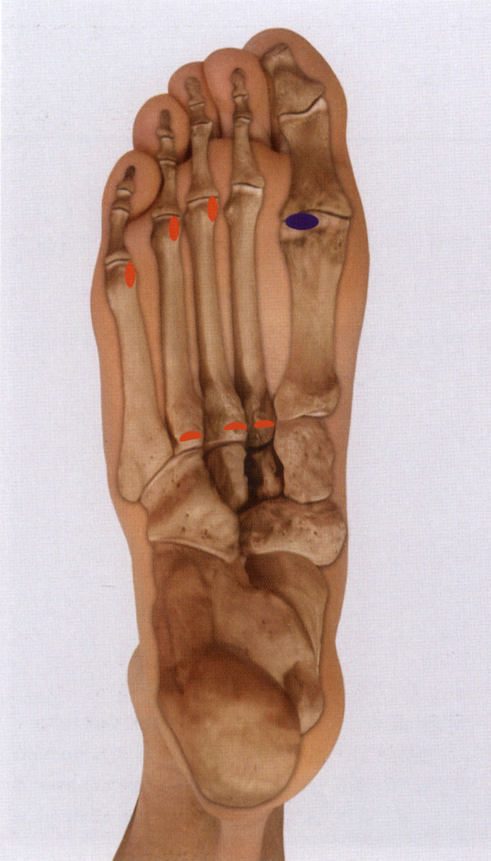 Extensor Hallucis Longus Palpation