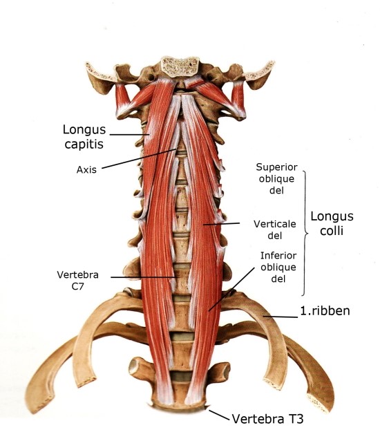 두장근(longus capitis)와 경장근(longus colli)의 구조와 기능 : 네이버 블로그