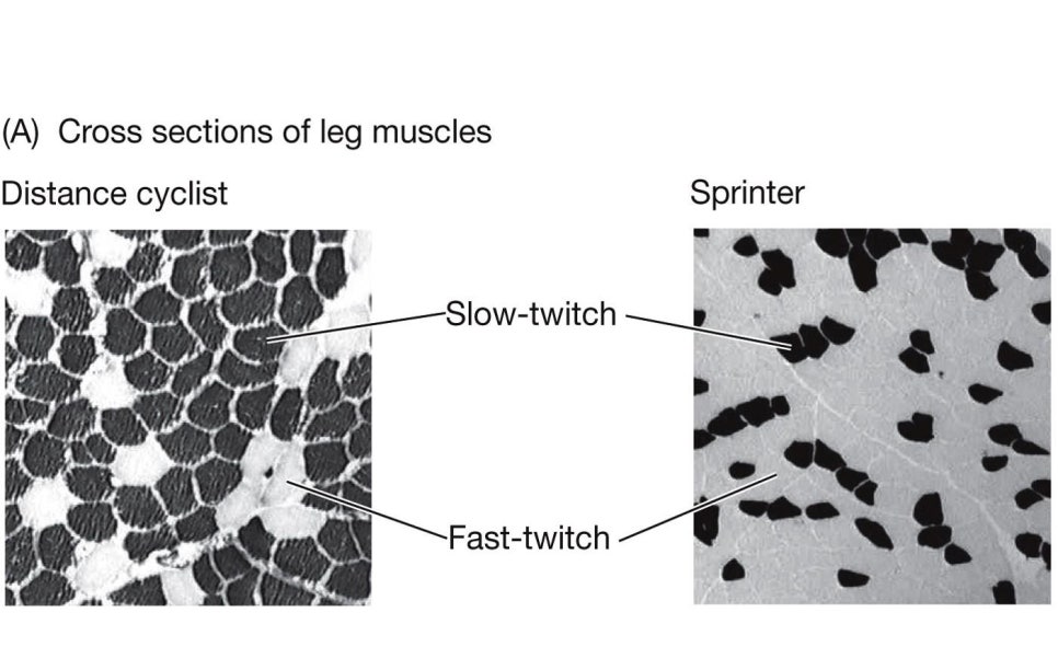 속근(fast twitch muscle)과 지근(slow twitch muscle) : 네이버 블로그