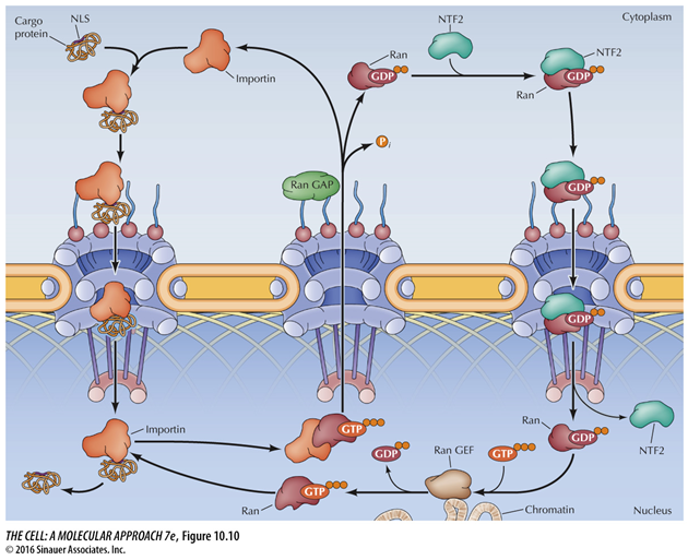 [대학교 세포생물학] 핵막/핵과 세포질 사이의 수송/Importin/NLS/Exportin/NES/Ran : 네이버 블로그